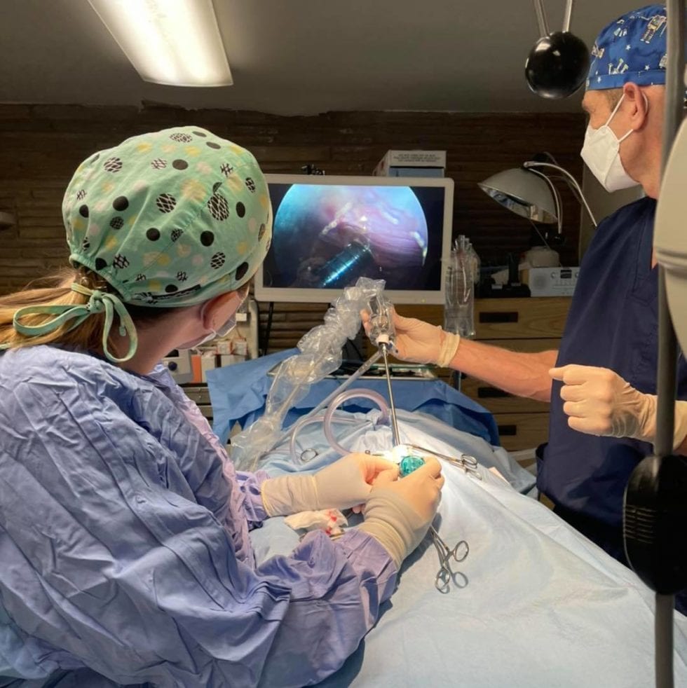 Laparoscopy - Stringtown Animal Hospital